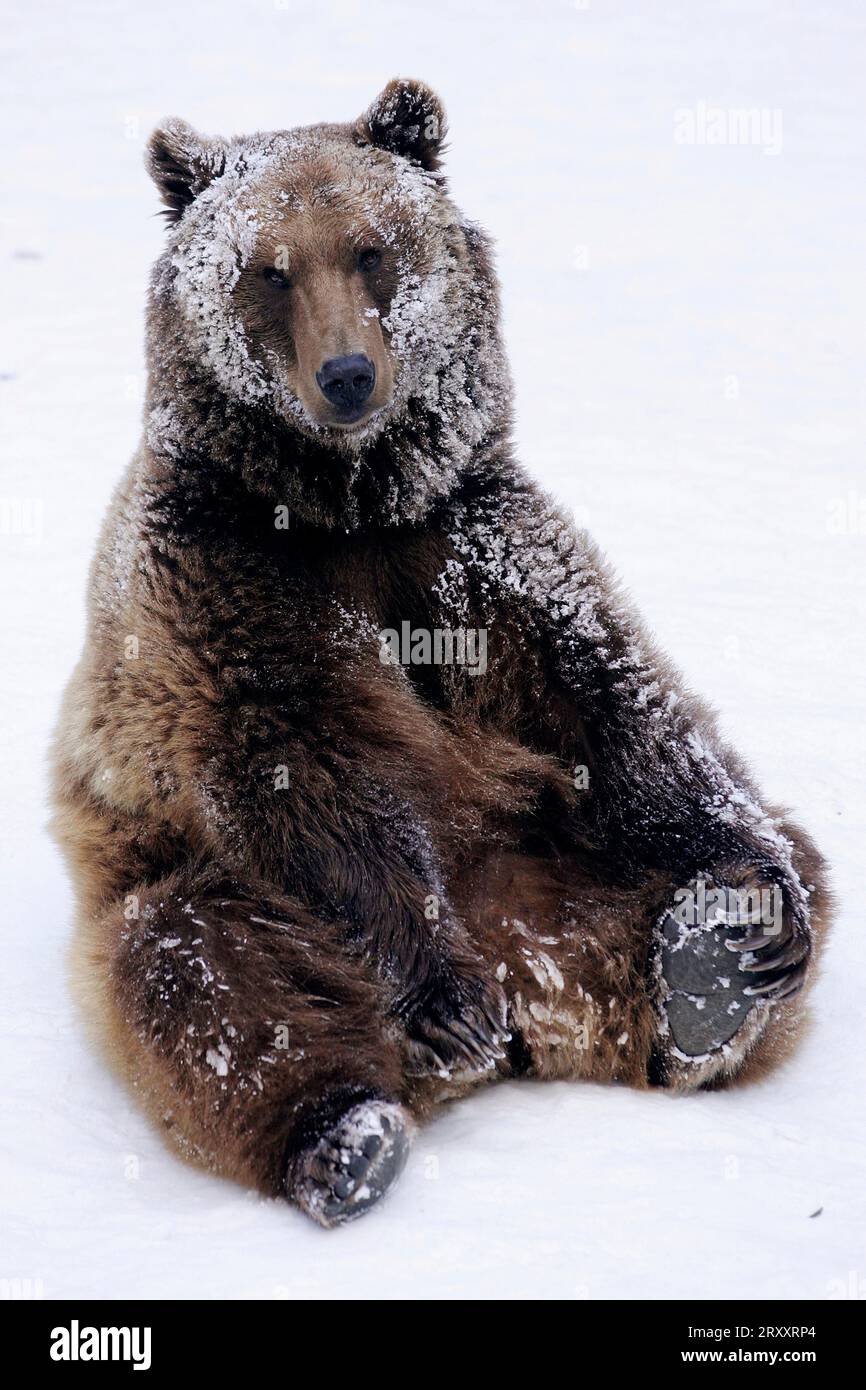 Ursus genus hi-res stock photography and images - Alamy