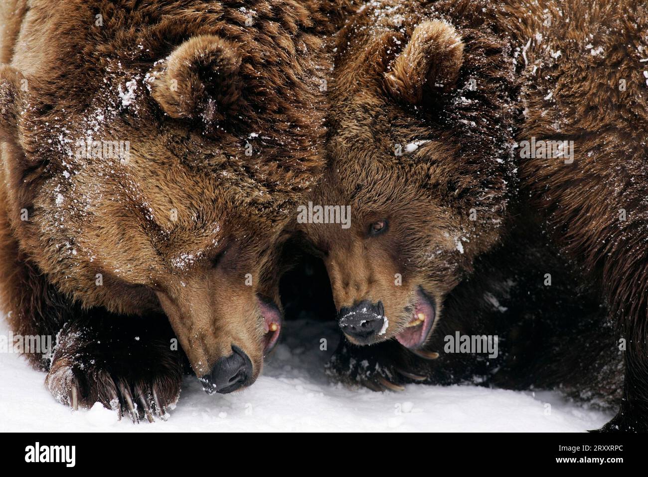 Brown bear (Ursus arctos) enclosure/zoo Stock Photo - Alamy