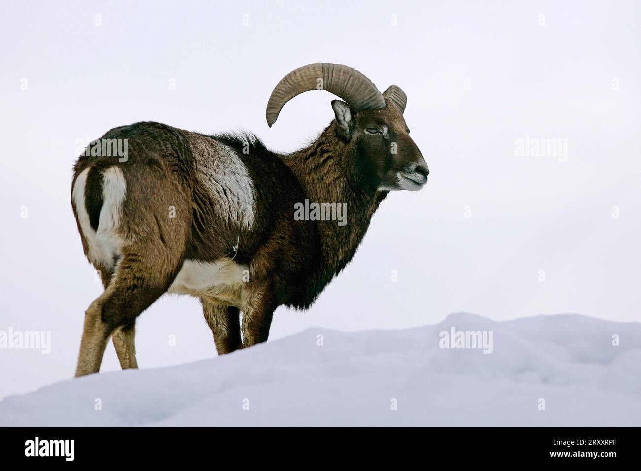 Argali (Ovis ammon Stock Photo - Alamy