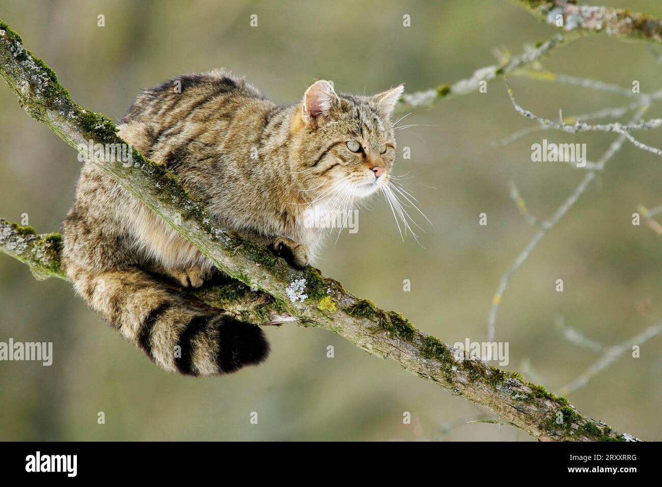 Wildcat (Felis silvestris Stock Photo - Alamy