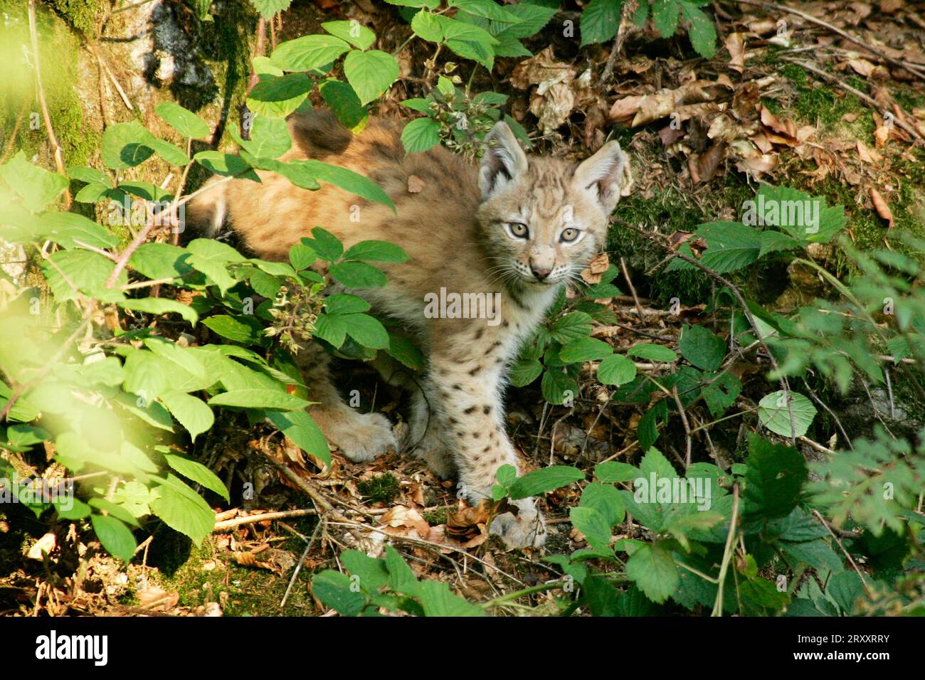 Lynx offspring hi-res stock photography and images - Alamy
