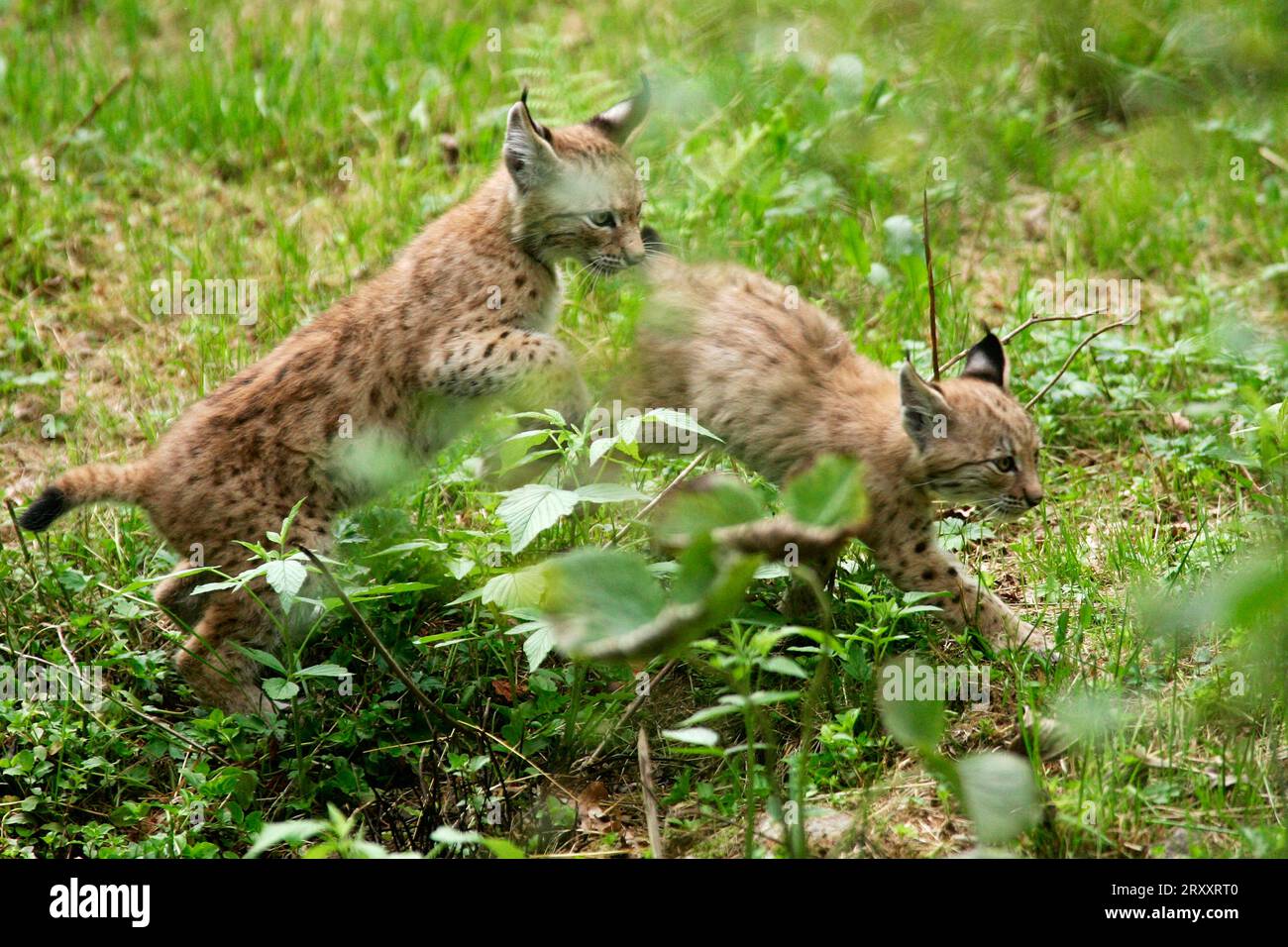 Lynx offspring hi-res stock photography and images - Alamy