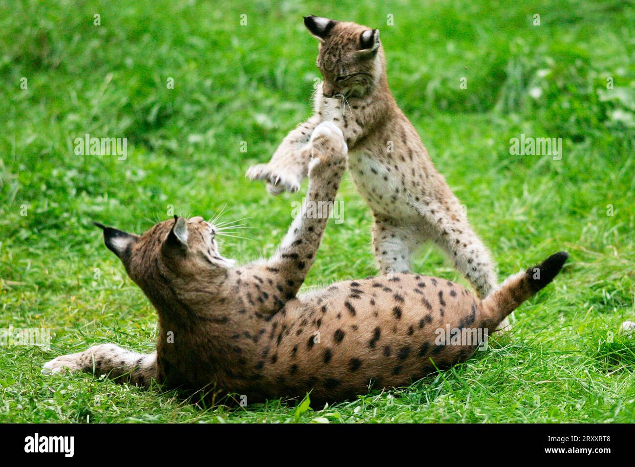 Eurasian lynx attack hi-res stock photography and images - Alamy