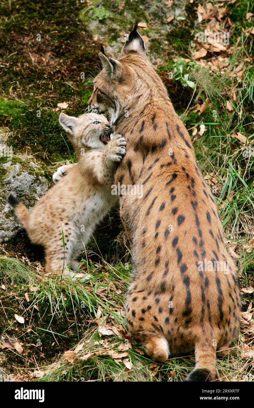 Lynx offspring hi-res stock photography and images - Alamy