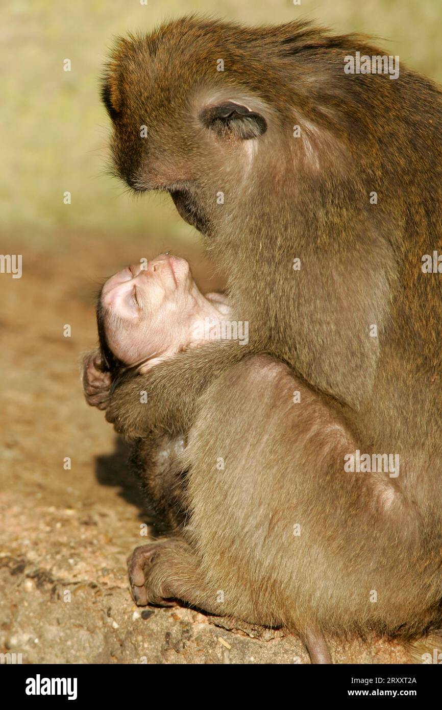 Javan monkey, crab-eater, crab-eating macaque (macaca fascicularis ...