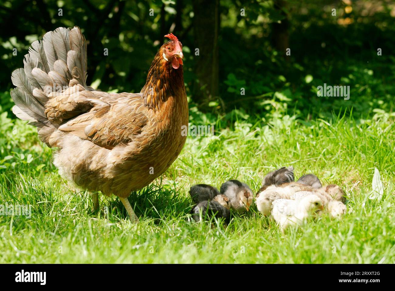Domestic chicken (Gallus gallus domesticus) with chicks, domestic ...