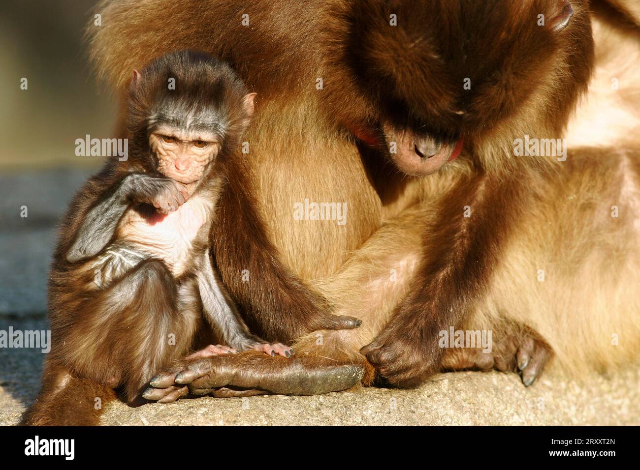 Gelada baboon (Theropithecus gelada), jelada, gelada boboon, juvenile ...