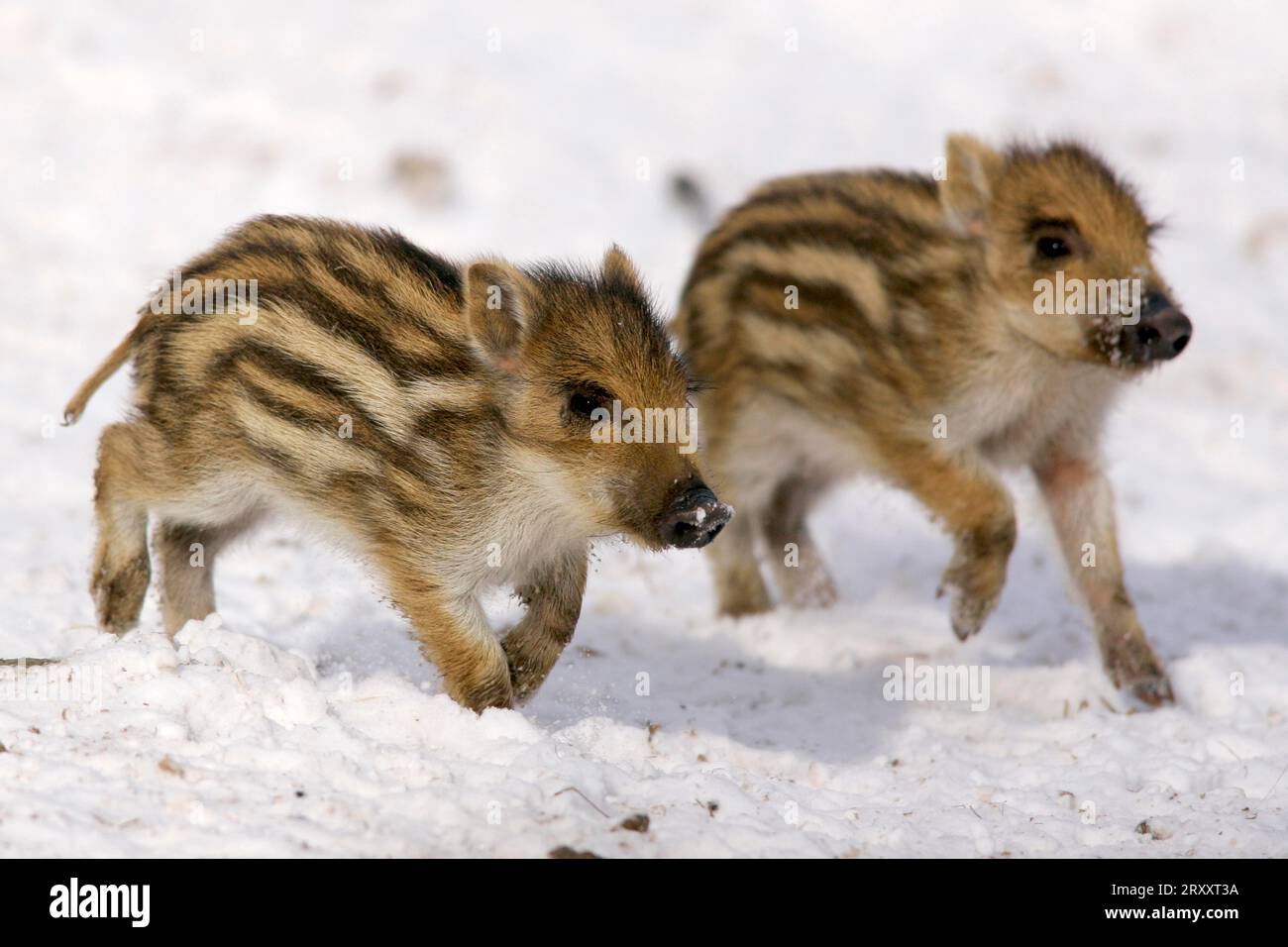 Boar stripe hi-res stock photography and images - Alamy
