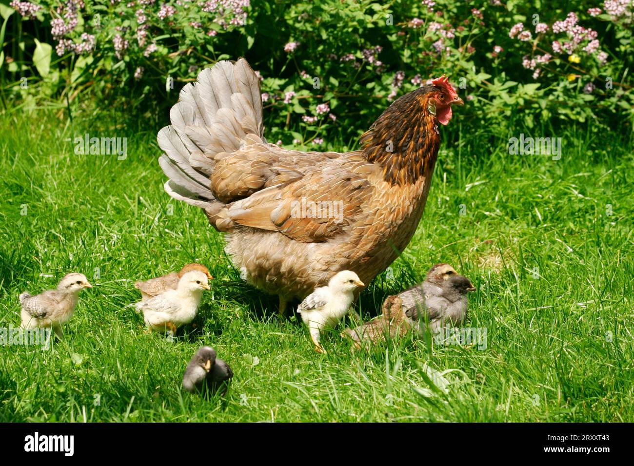 Domestic chicken (Gallus gallus domesticus) with chicks, domestic ...