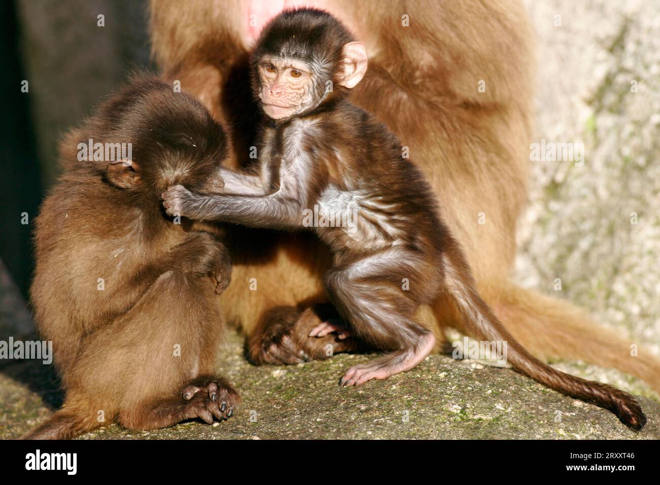 Gelada baboon (Theropithecus gelada), jelada, gelada boboon, juvenile ...