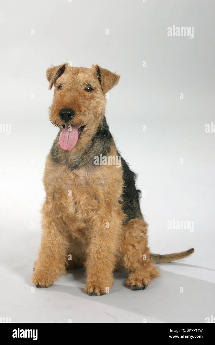 Welsh interior hi-res stock photography and images - Alamy