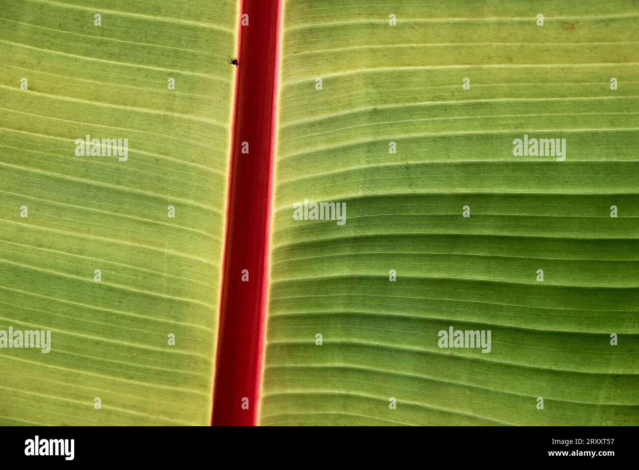 Large spider on a leaf hi-res stock photography and images - Alamy