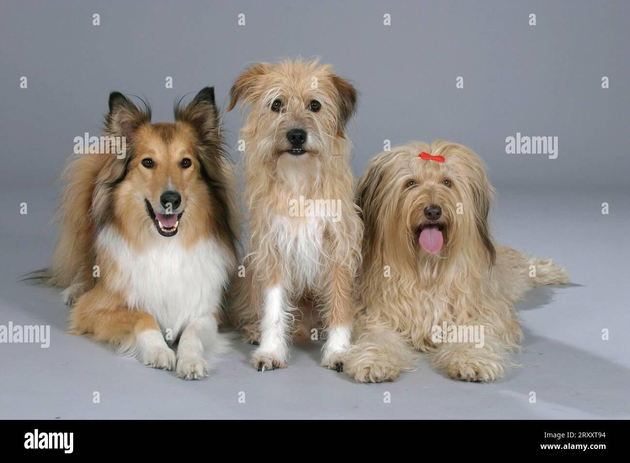 Scottish shepherd dogs hi-res stock photography and images - Alamy