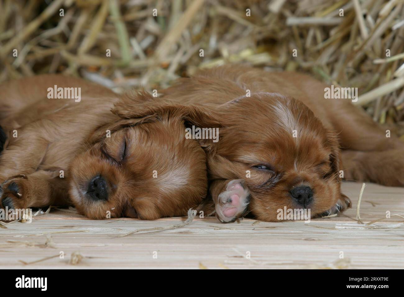 Cavalier-King-Charles-Spaniel, ruby, puppies, 6 weeks Stock Photo - Alamy