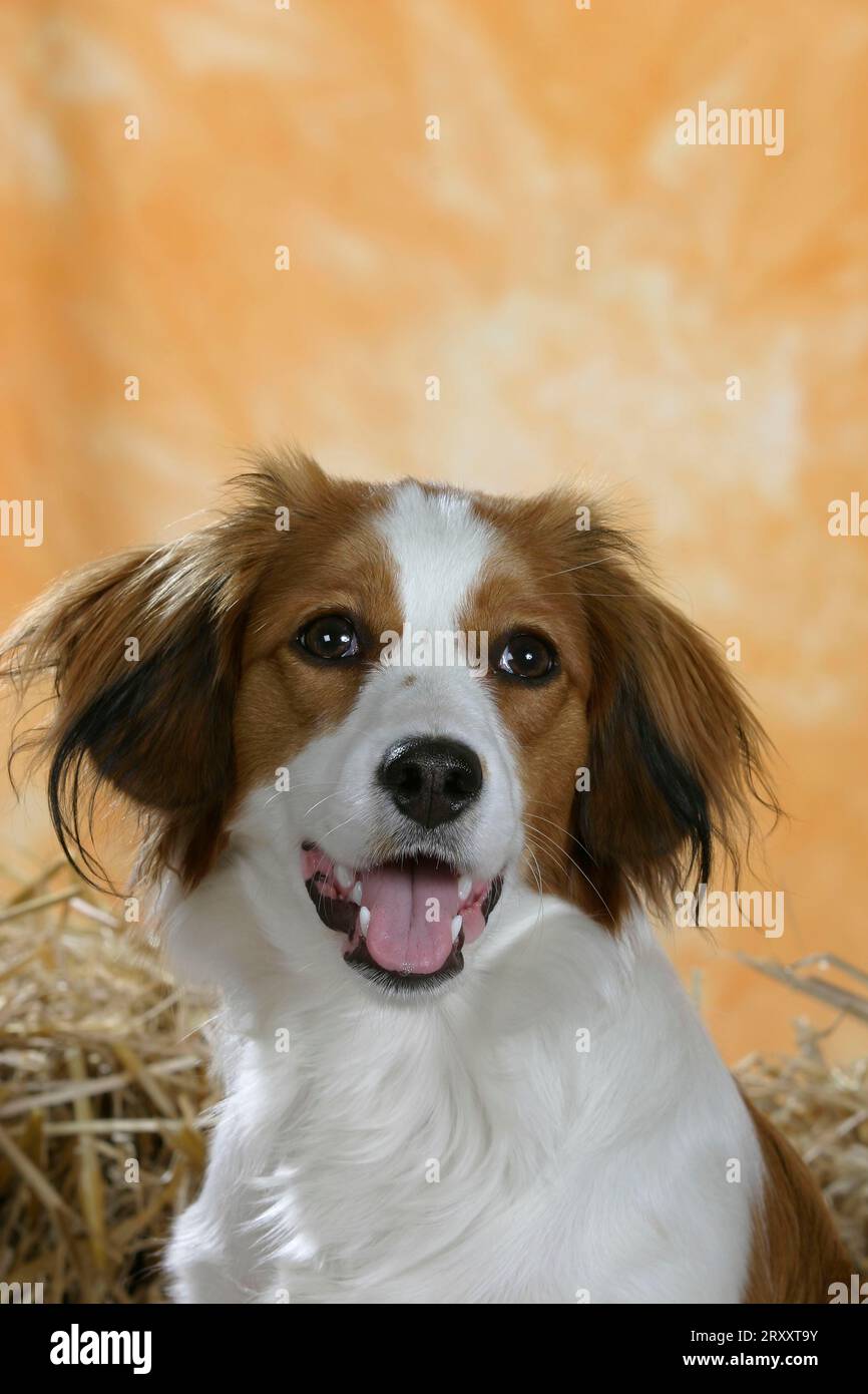 Small Dutch Waterfowl Dog, Kooikerhondje Stock Photo - Alamy