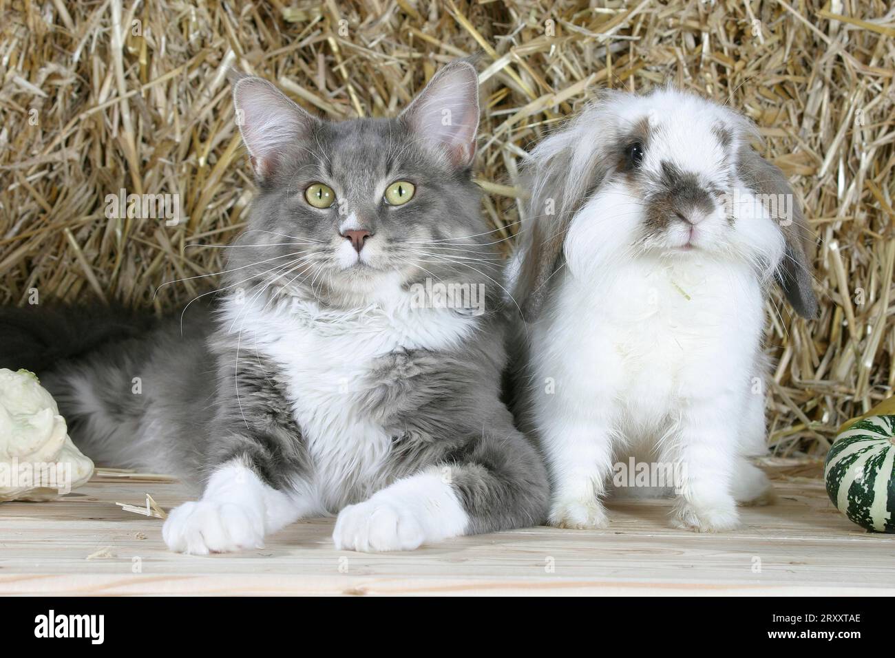 Maine Coon cat and lion head dwarf ram rabbit, lion head dwarf ram ...
