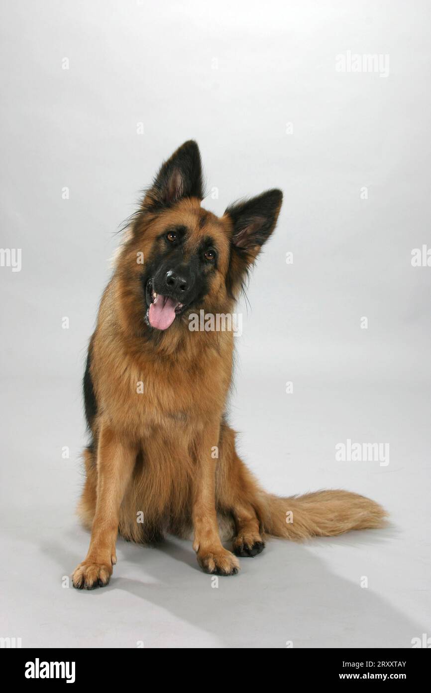 Old German Shepherd Dog, German Shepherd Dog Stock Photo - Alamy