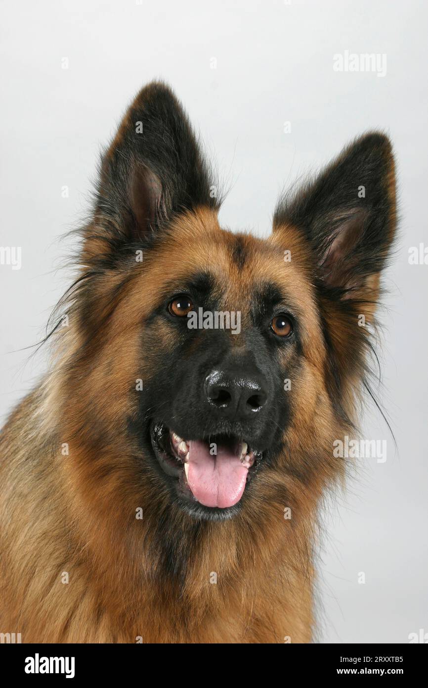 Old German Shepherd Dog, German Shepherd Dog Stock Photo - Alamy