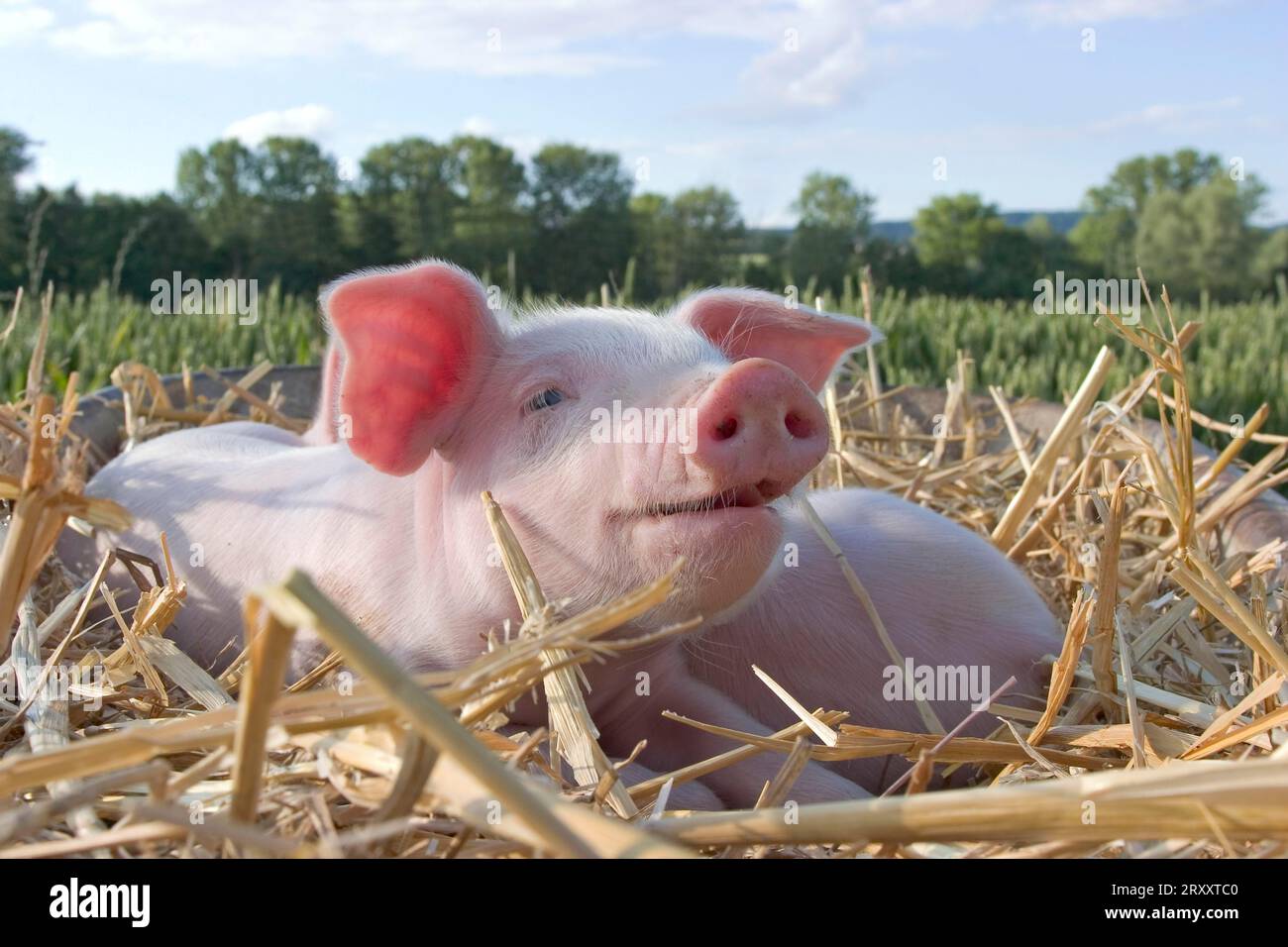 Domestic Pig, piglet Stock Photo - Alamy