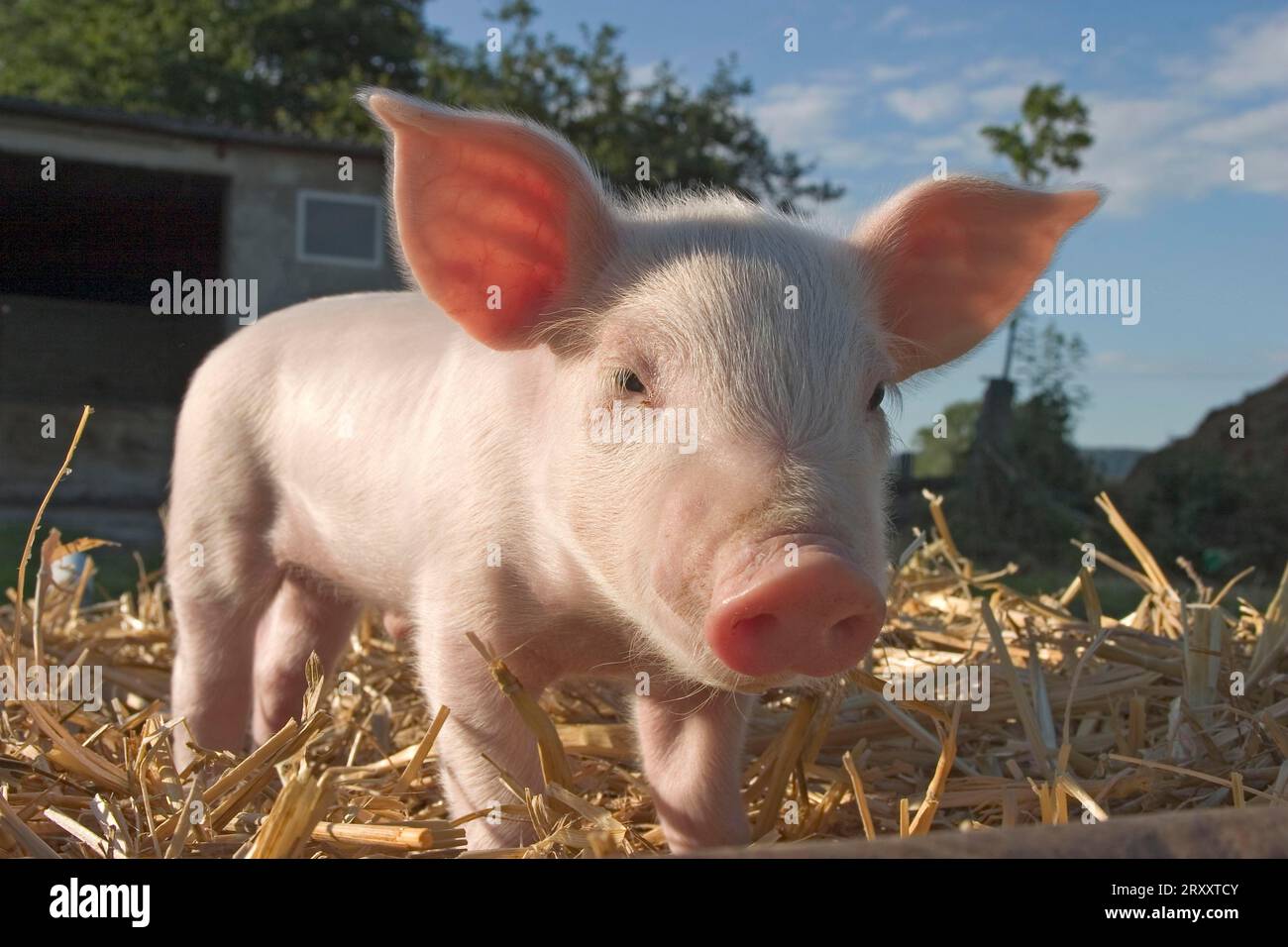 Domestic Pig, piglet Stock Photo - Alamy