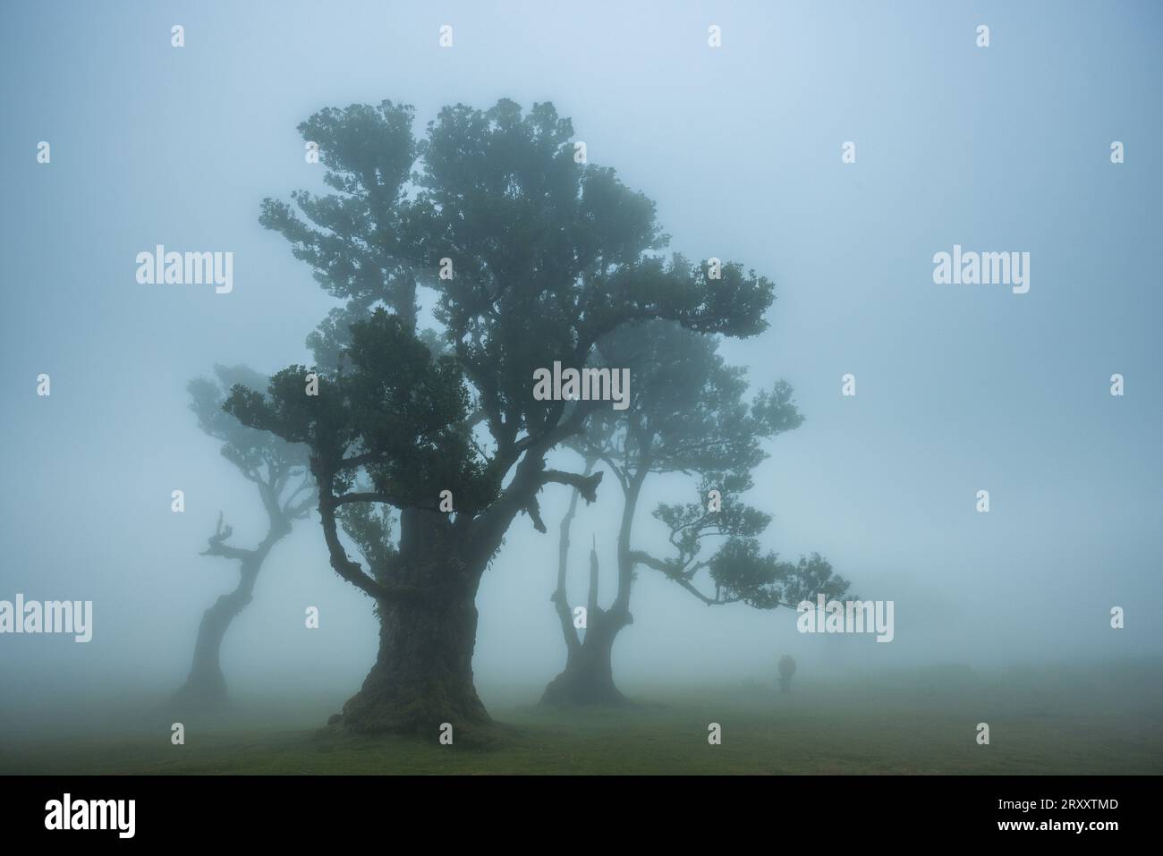 Fanal forest , old mystical tree in Madeira island, Unesco Stock Photo ...