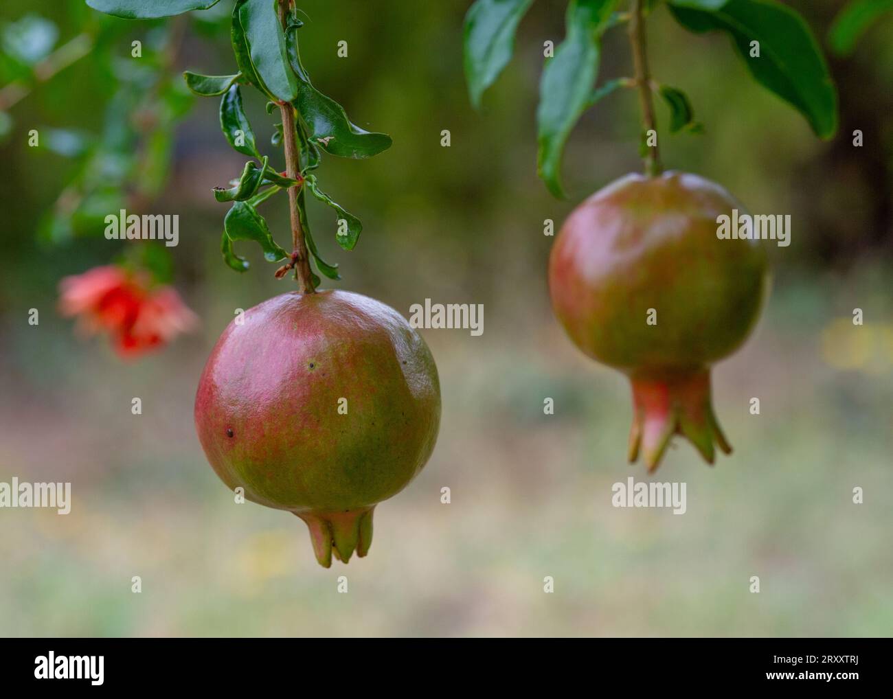 Unripe pomegranate to be harvested in 15 days Stock Photo - Alamy