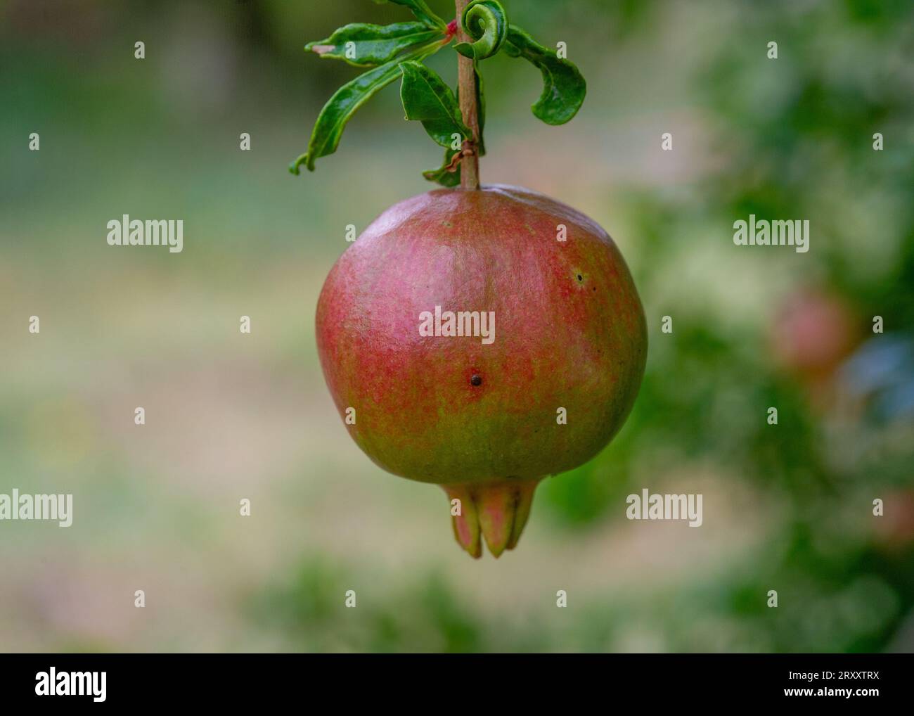 Stock photo pomegranate hi-res stock photography and images - Alamy