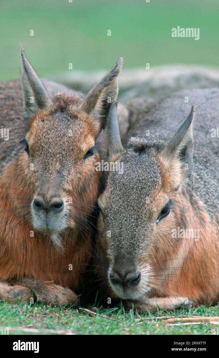 Dolichotis patagonum two patagonian maras hi-res stock photography and ...