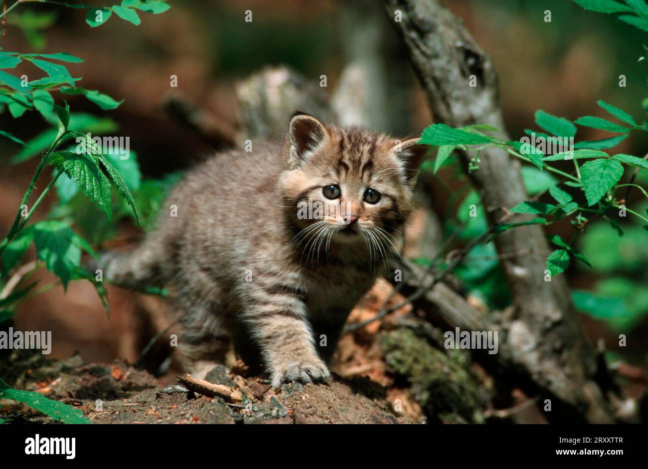 European Wild Cat (Felis silvestris), kitten, European wild cat, kitten ...