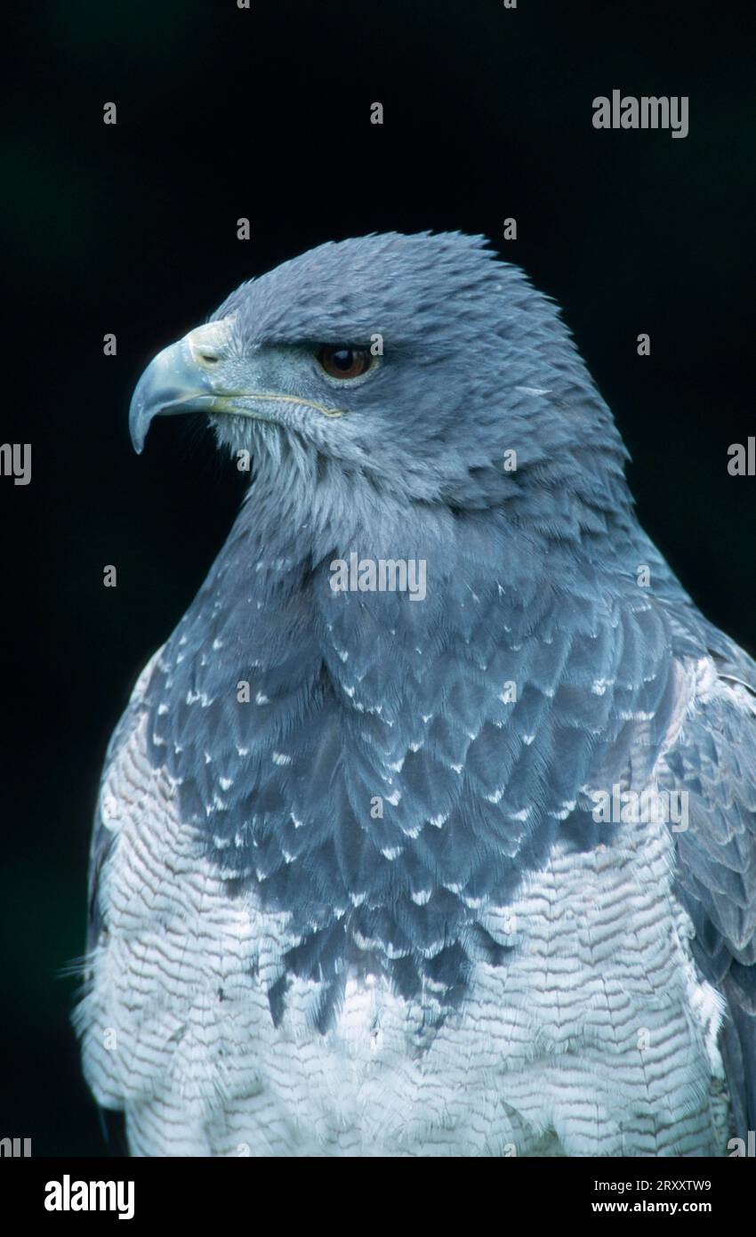 Black-chested Buzzard-Eagle (Geranoaetus melanoleucus Stock Photo - Alamy