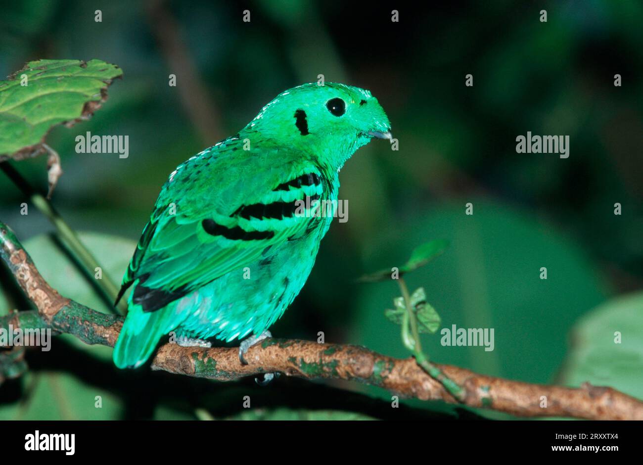 Small Green green broadbill (Calyptomena viridis Stock Photo - Alamy