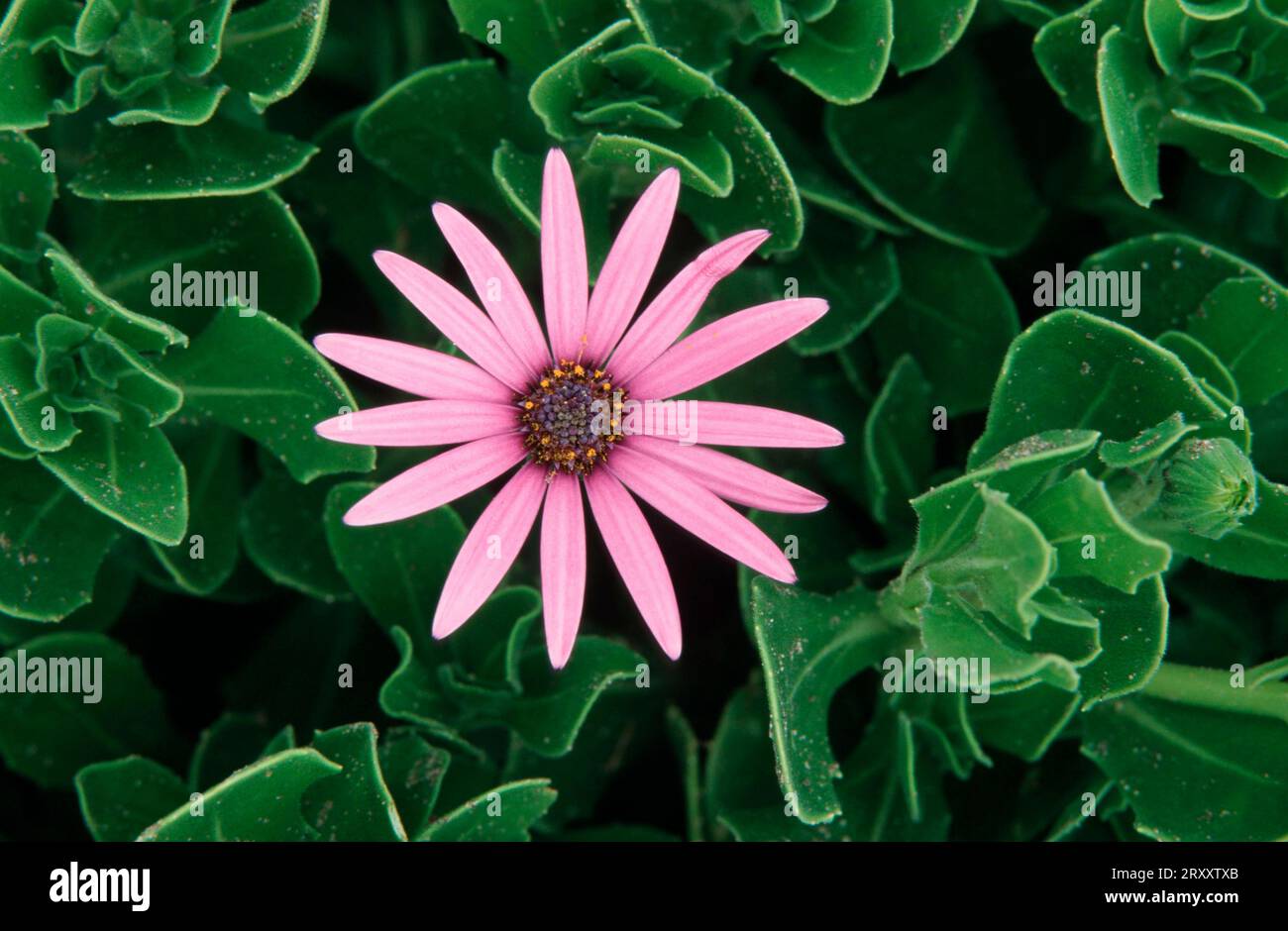 Cape Daisy (Osteospermum), Namibia (Dimorphoteca Stock Photo - Alamy