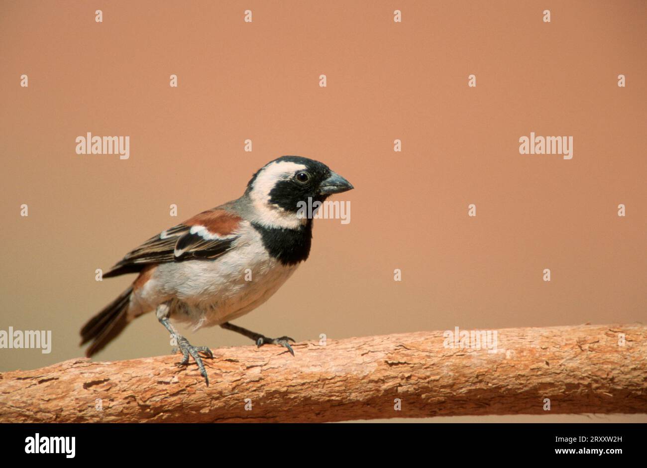 Cape Sparrow (Passer melanurus), male, Sossusvlei, Namib Naukluft cape ...