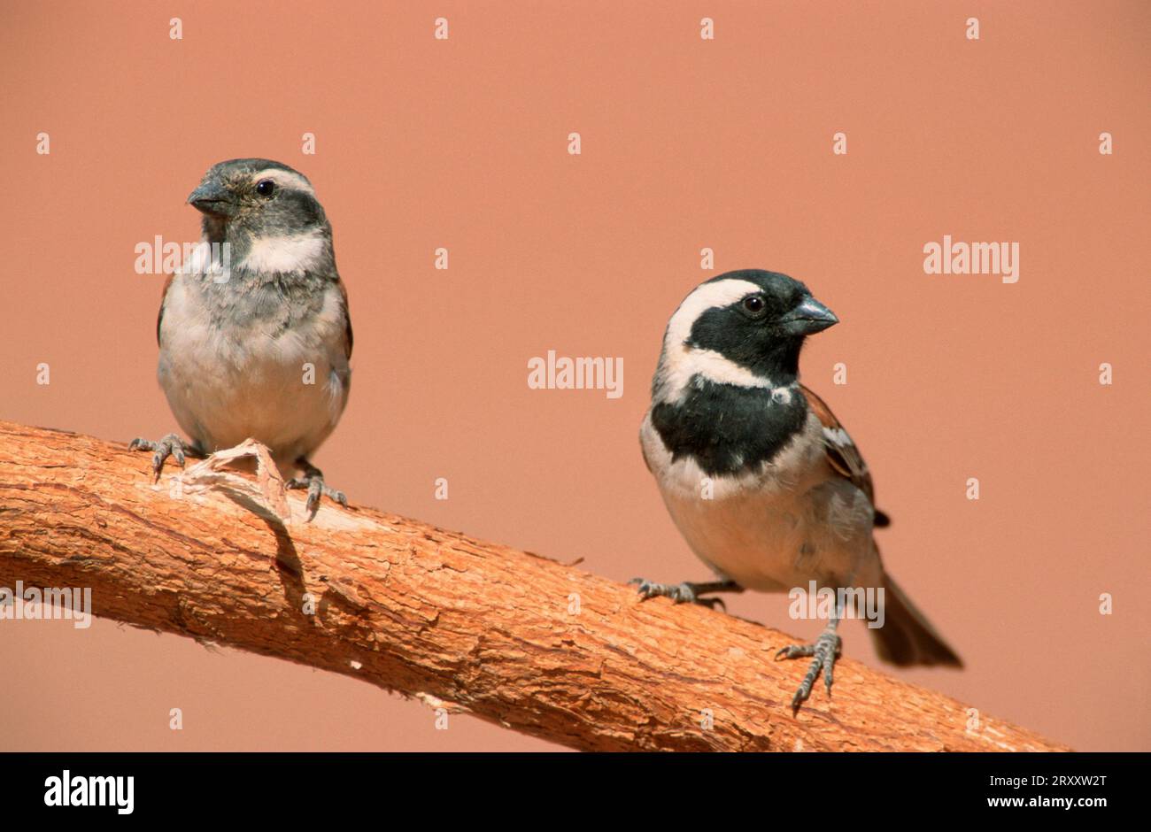 Cape sparrows, pair, Sossusvlei, Namib Naukluft cape sparrow (Passer ...
