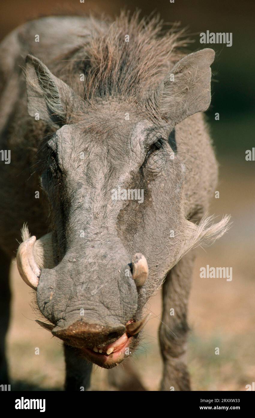 Wart Hog, Etosha national park, Namibia (Phacochoerus aethiopicus ...