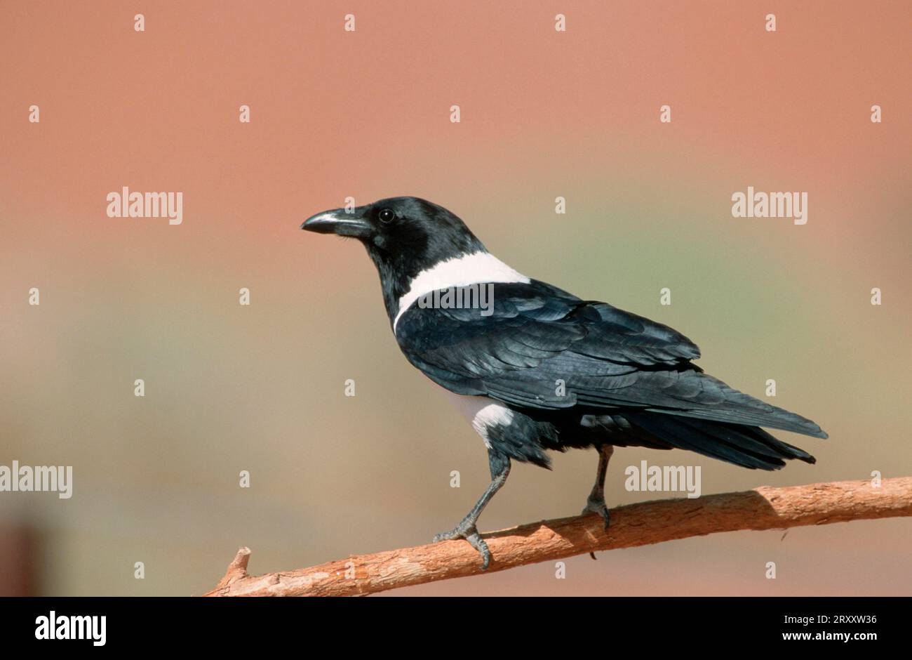 Magpie Crow, Sossusvlei, Namib Naukluft pied crow (Corvus albus ...