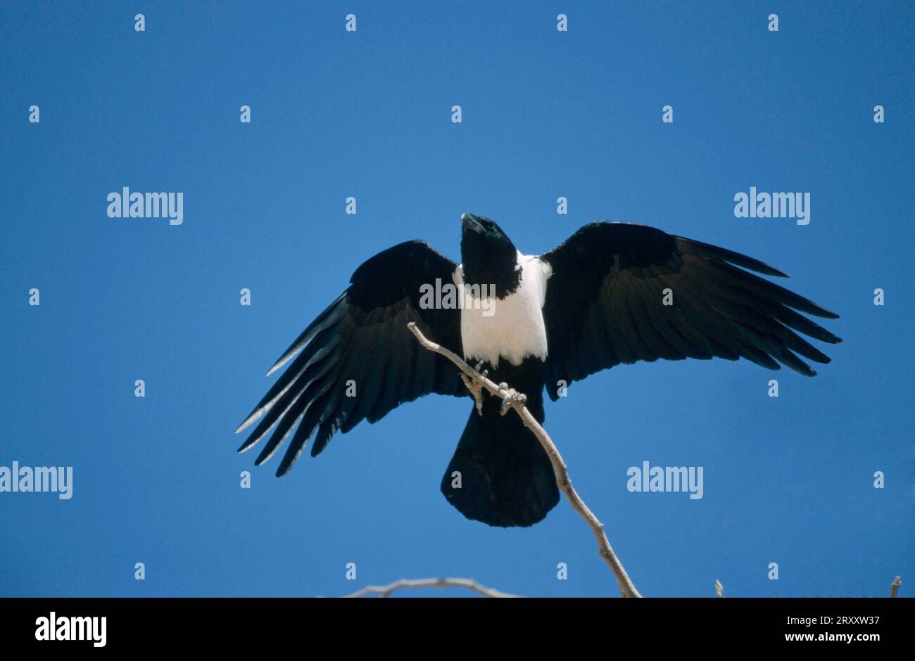 Magpie crow, pied crow (Corvus albus), Namibia Stock Photo - Alamy