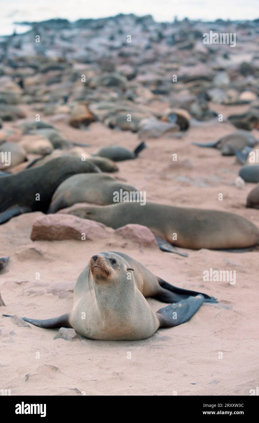 Miniature sea bear hi-res stock photography and images - Alamy