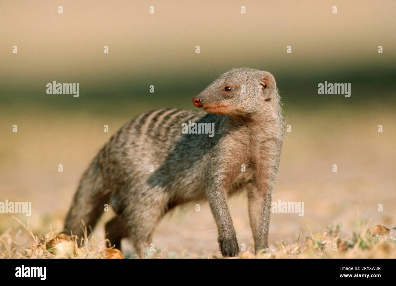 Striped mongoose, banded mongoose (Mungos mungo), Namibia Stock Photo ...