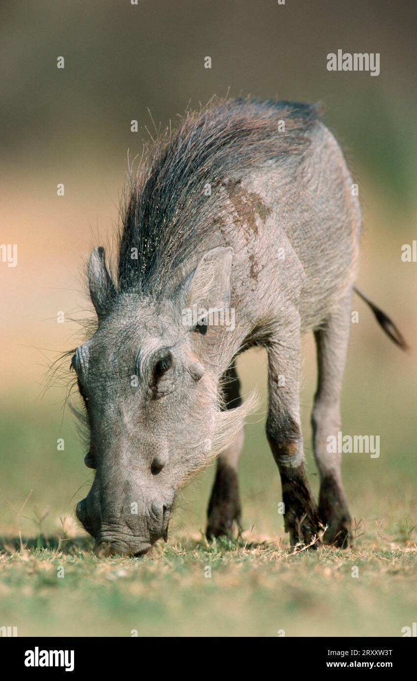 Warthog, desert warthog (Phacochoerus aethiopicus), pig, Namibia Stock ...