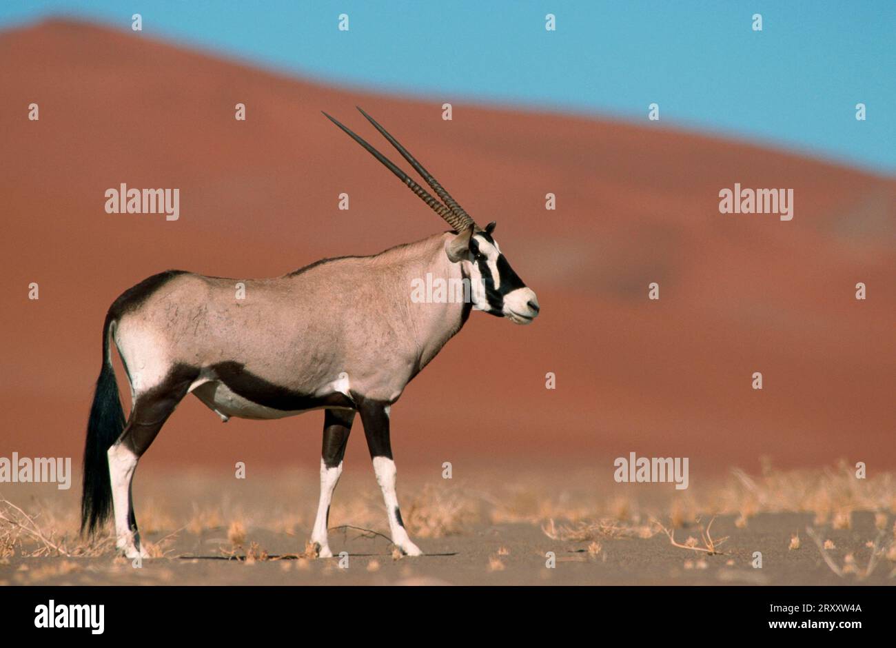 Oryx (Oryx gazella), Sossusvlei, Namib Naukluft Park, Namibia, side ...
