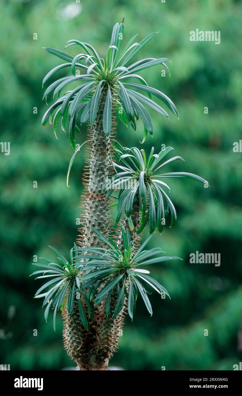 Madagascar Palm (Pachypodium lamerei Stock Photo - Alamy