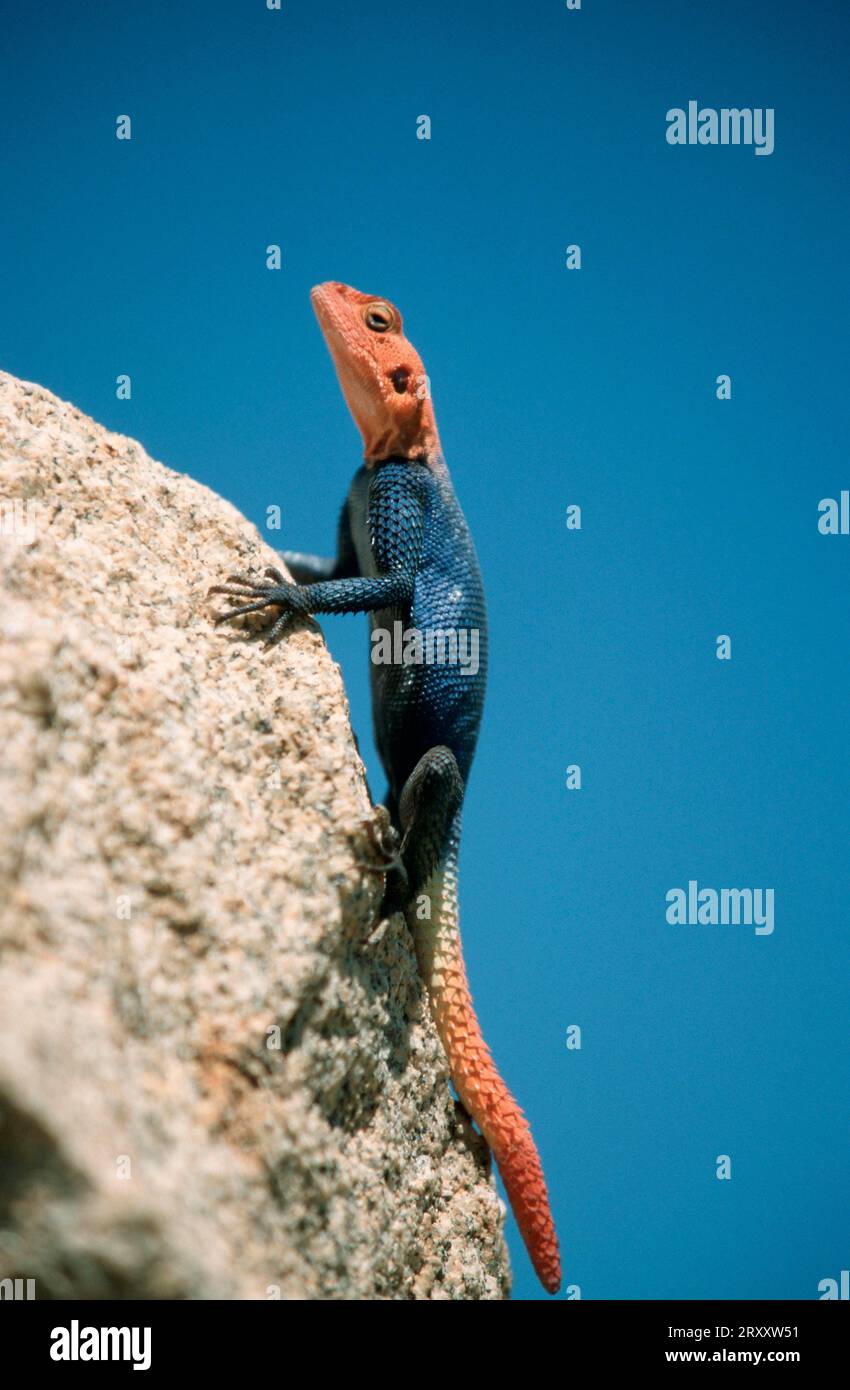 Common agama (Agama agama), male, Swakopmund, Agamas, Namibia Stock ...