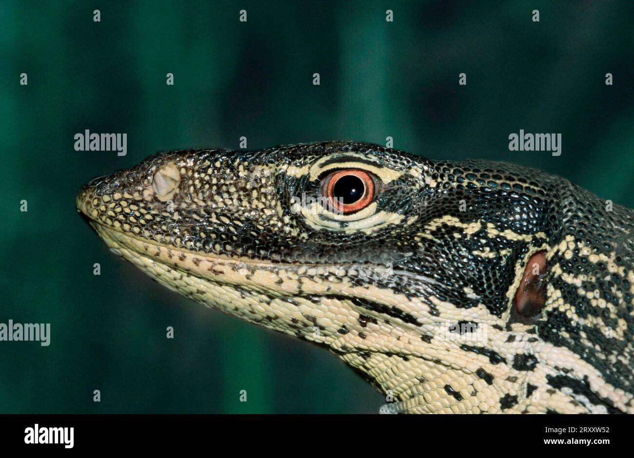 Australia sand monitor lizard hi-res stock photography and images - Alamy