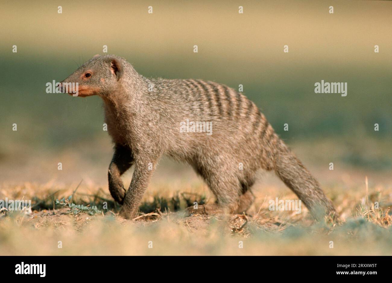 Banded mongoose (Mungos mungo), banded mongoose, Page, Namibia Stock ...