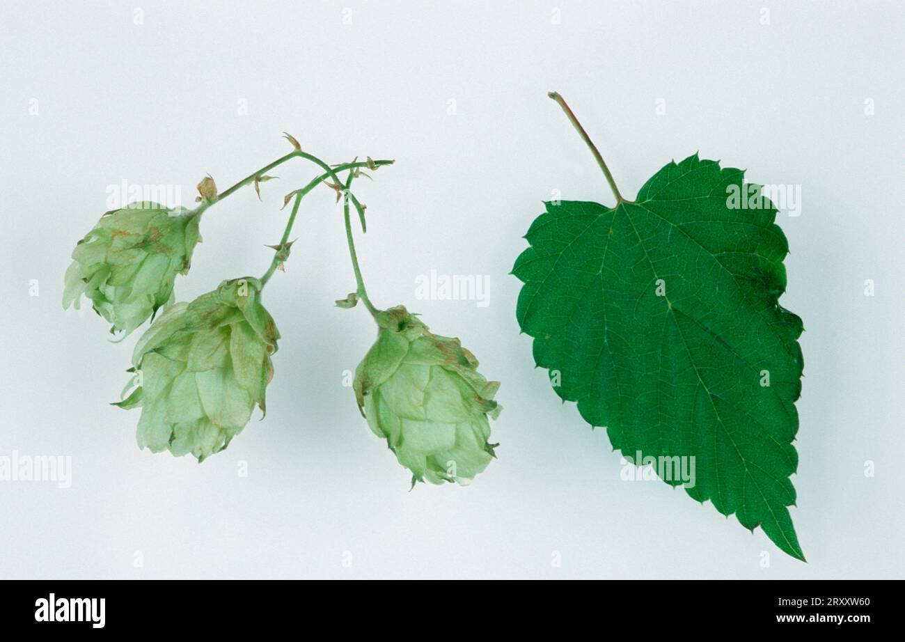 Ornamental hop leaf hi-res stock photography and images - Alamy
