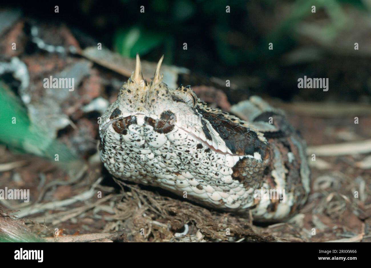 Rhinoceros viper (bitis nasicornis) hi-res stock photography and images ...