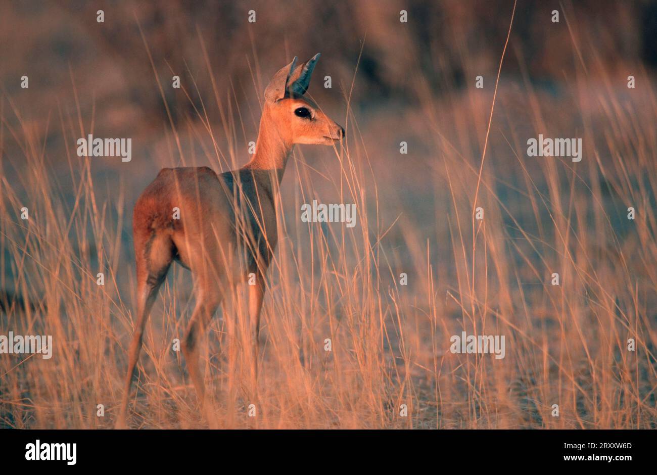 Ibex, steenbok (Raphicerus campestris), Namibia Stock Photo - Alamy