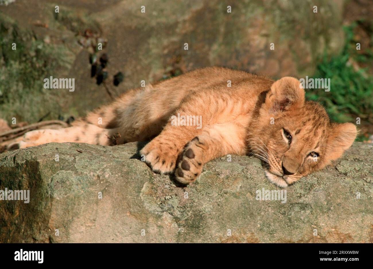 African Lion (Panthera leo), young nian lion, young tiernian lion Stock ...