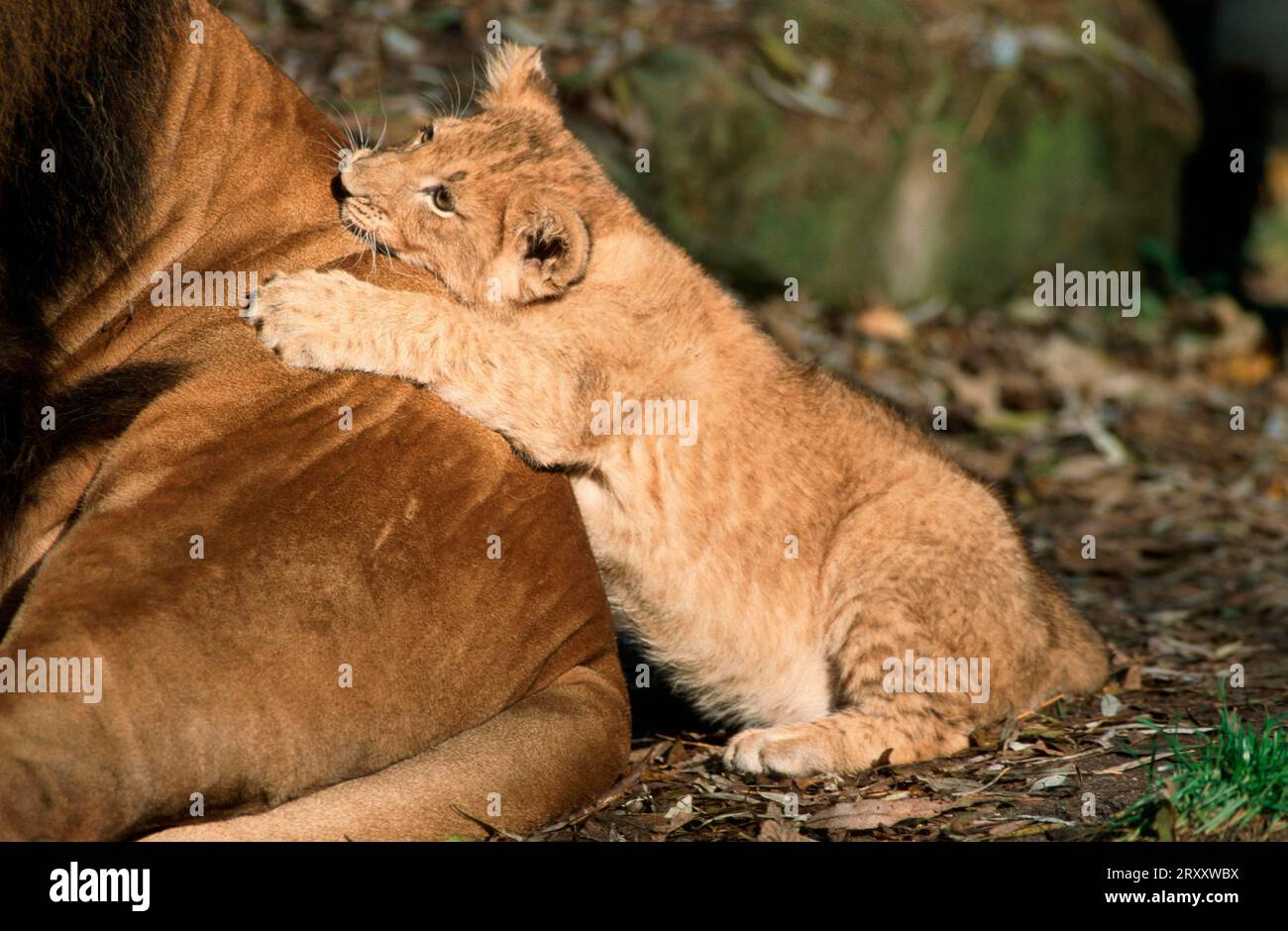 African Lion (Panthera leo), cub Stock Photo - Alamy